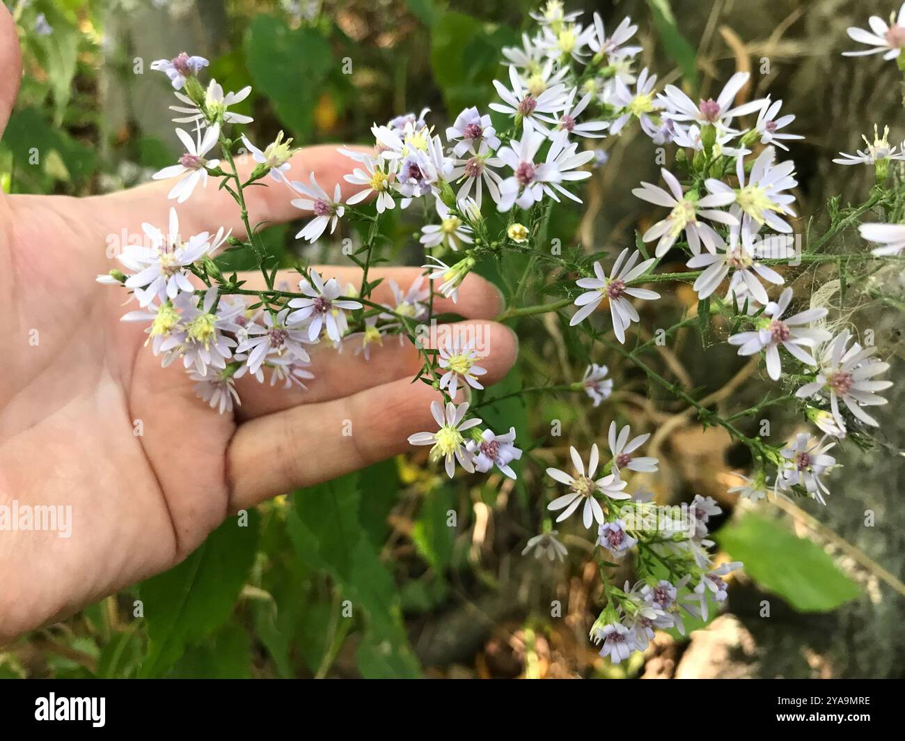 Common Blue Wood Aster (Symphyotrichum cordifolium) Plantae Stock Photo ...