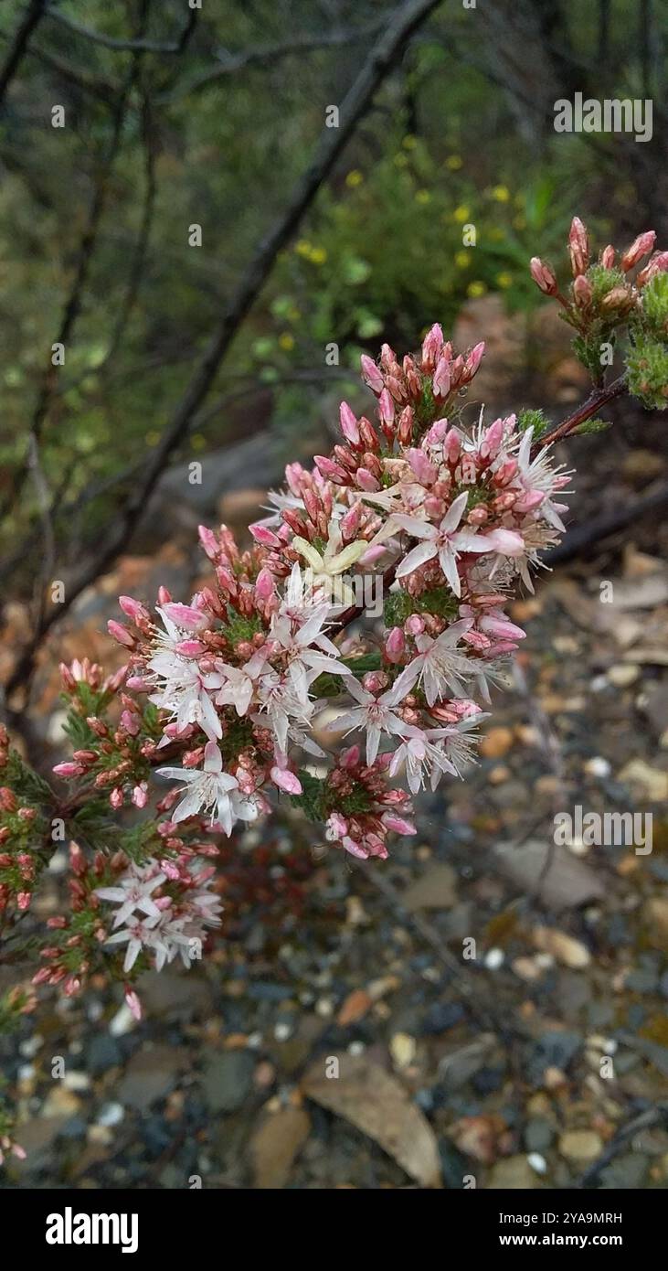 Fringe Myrtle (Calytrix tetragona) Plantae Stock Photo - Alamy