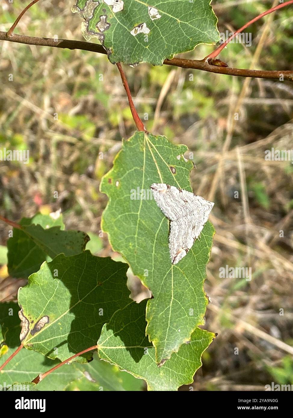 Treble Bar (Aplocera plagiata) Insecta Stock Photo - Alamy