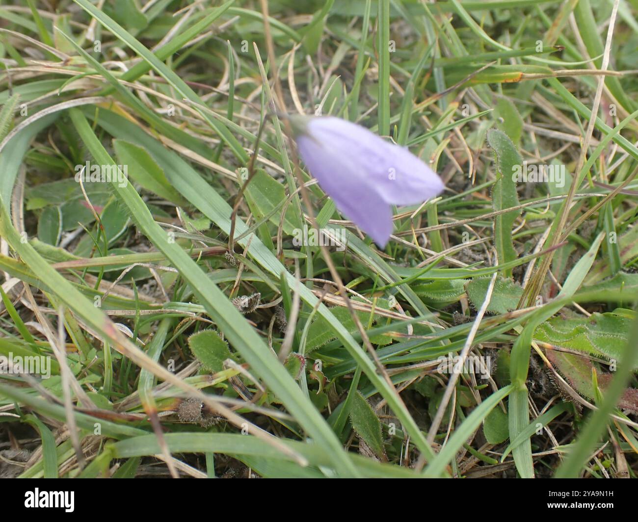 Common Harebell (Campanula rotundifolia) Plantae Stock Photo - Alamy