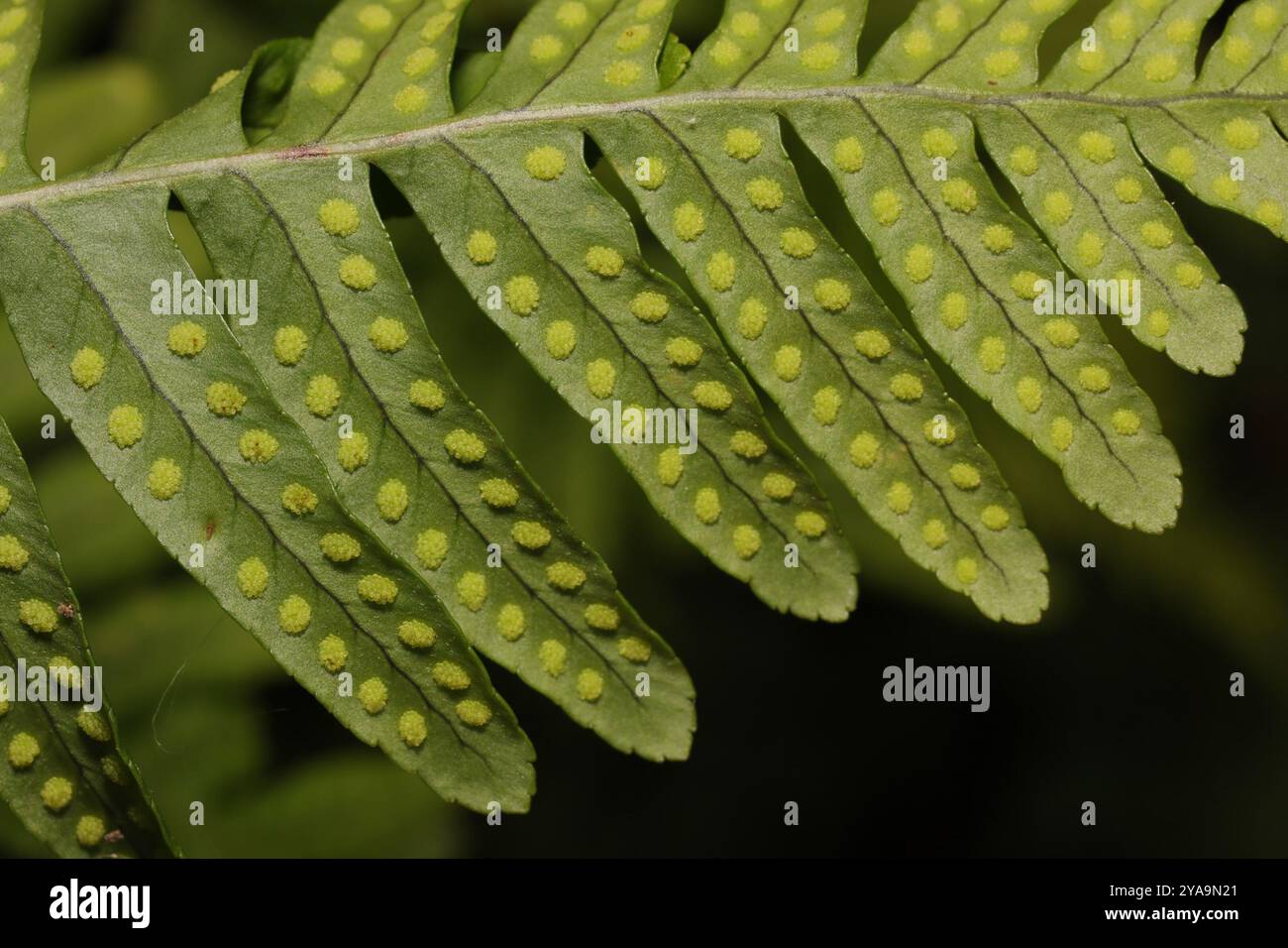 common polypody (Polypodium vulgare) Plantae Stock Photo - Alamy