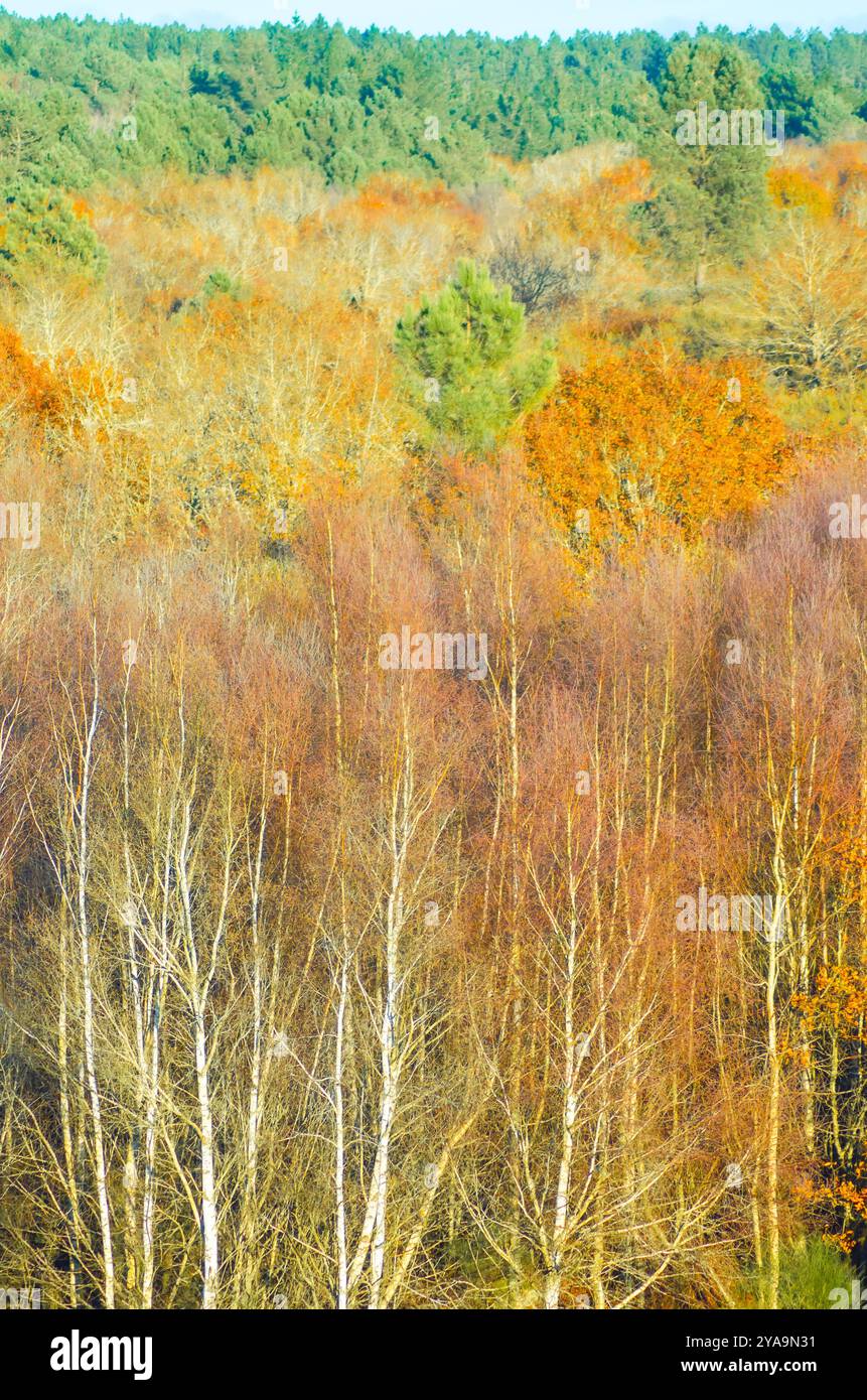 Fall leaf canopy hi-res stock photography and images - Alamy