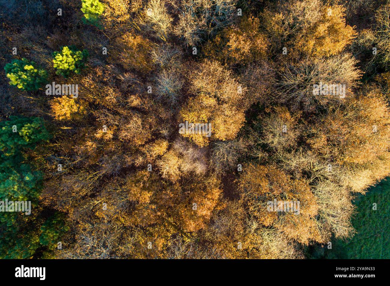 tree canopy of a deciduous forest in autumn, aerial zenithal view from ...