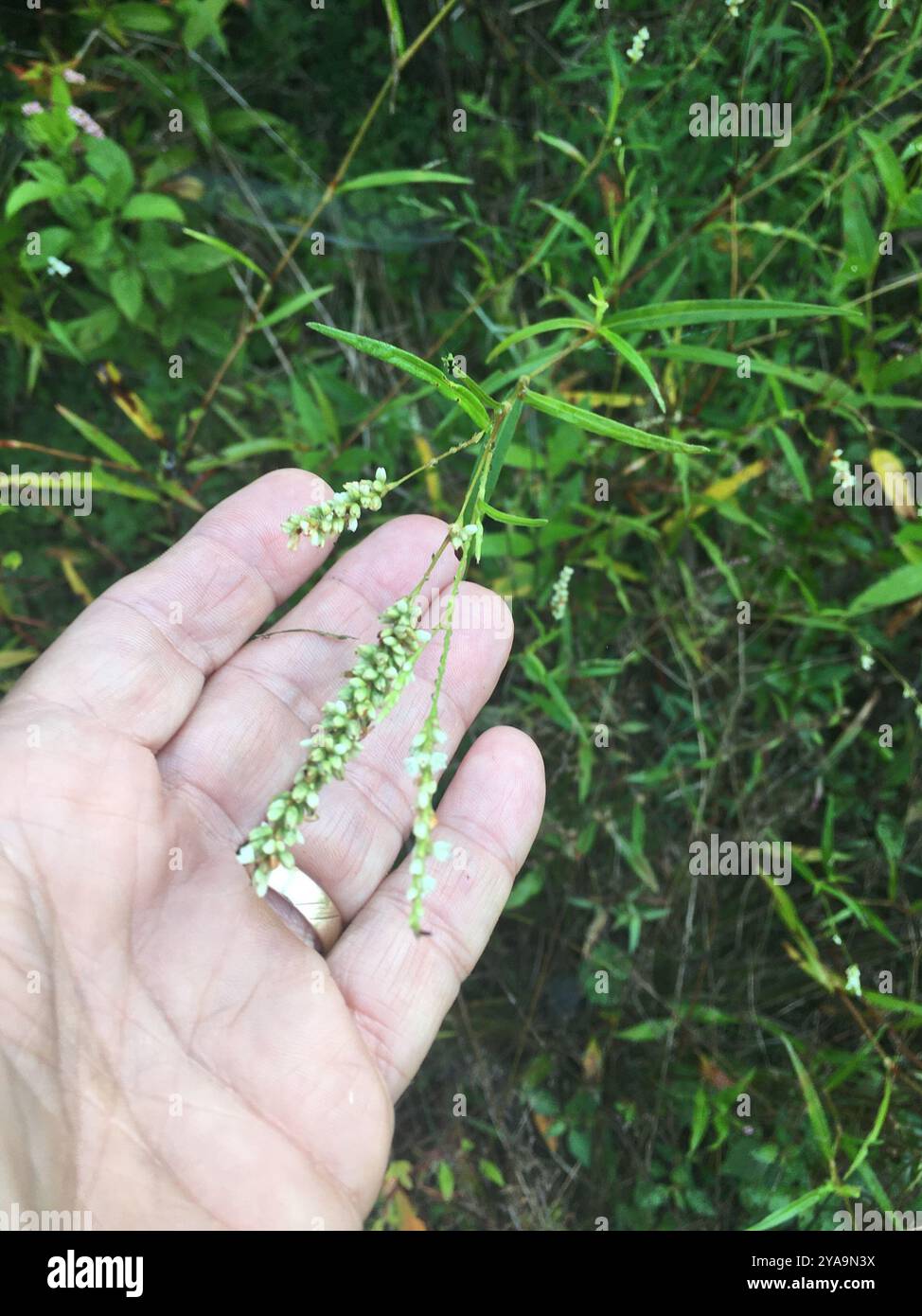 swamp smartweed (Persicaria hydropiperoides) Plantae Stock Photo - Alamy
