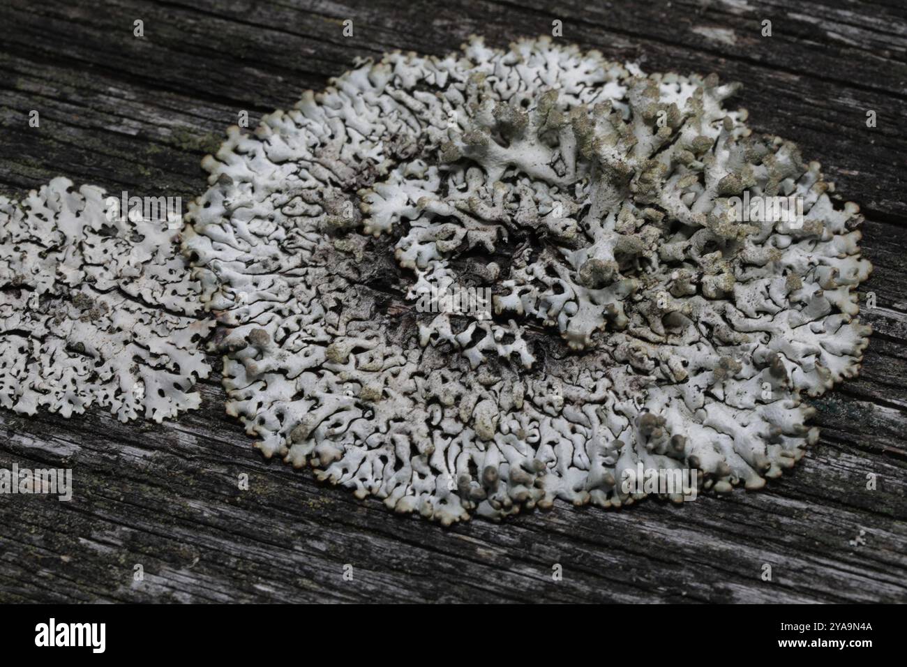 Powder-headed Tube Lichen (Hypogymnia tubulosa) Fungi Stock Photo - Alamy