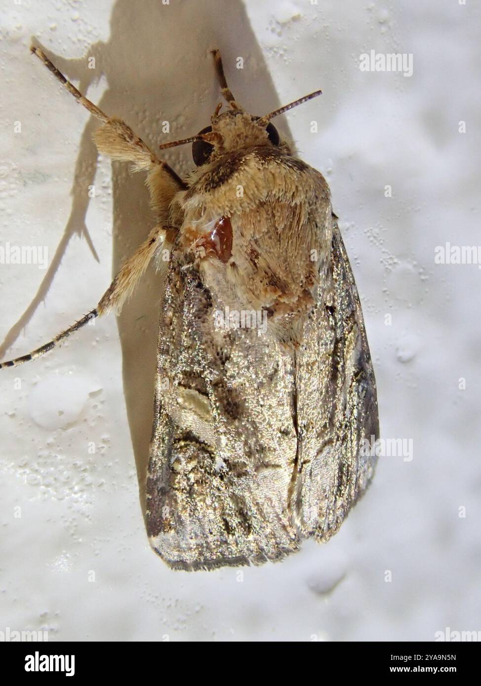 Fall Armyworm Moth (Spodoptera frugiperda) Insecta Stock Photo - Alamy