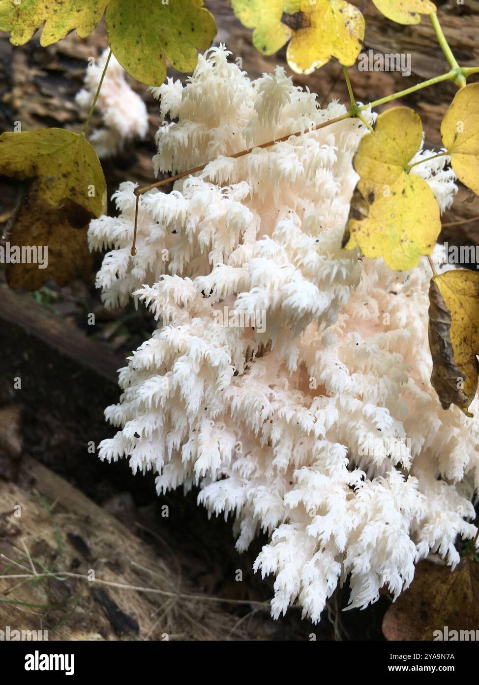 Coral tooth fungus (Hericium coralloides) Fungi Stock Photo - Alamy