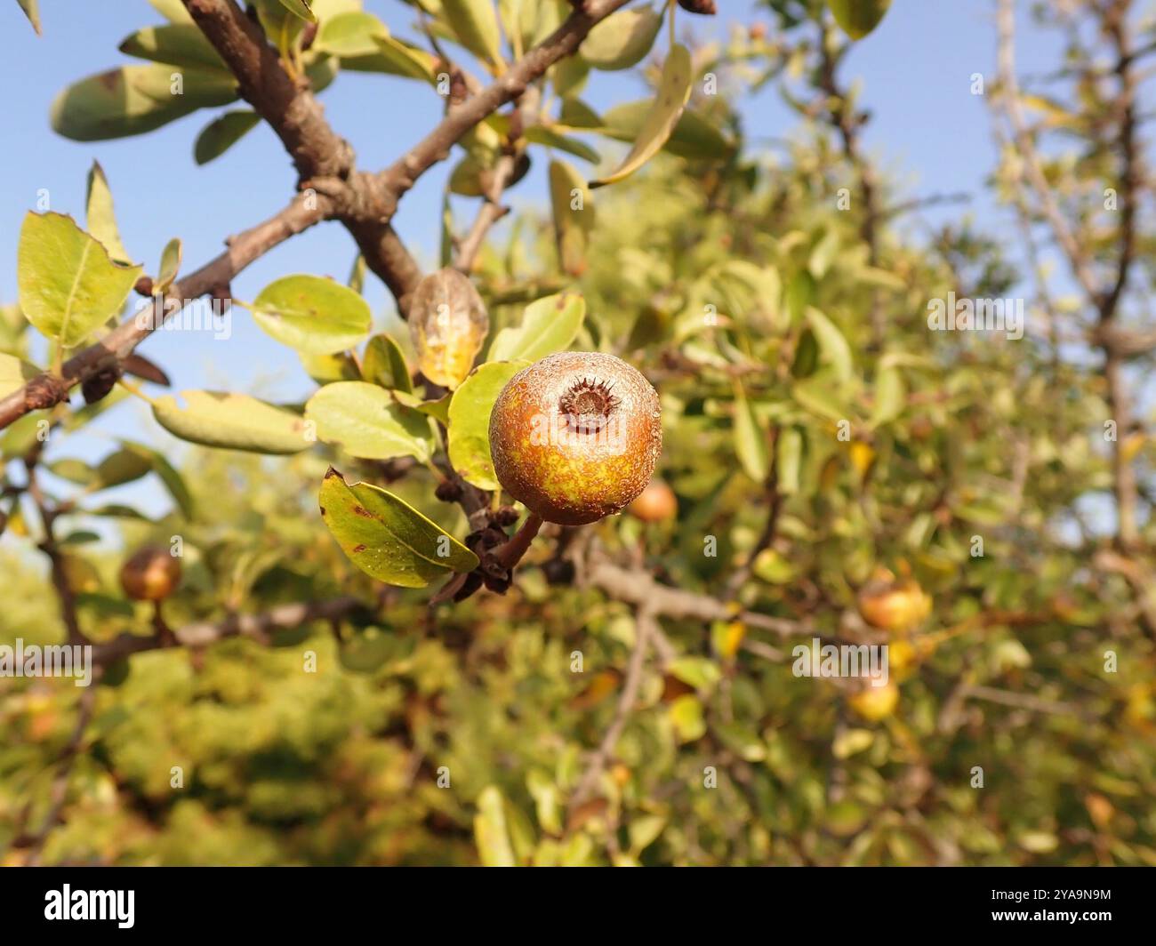 Almond-leaved pear (Pyrus spinosa) Plantae Stock Photo - Alamy