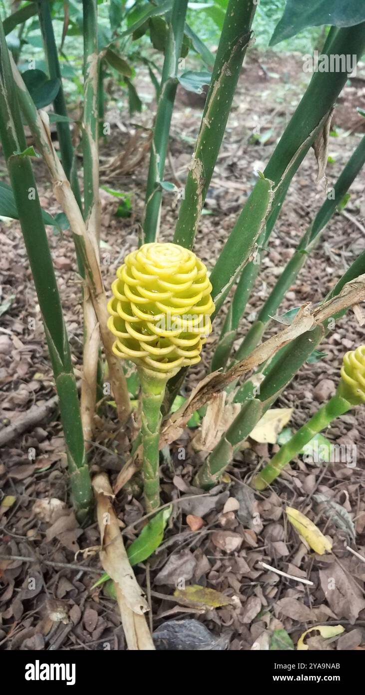 beehive ginger (Zingiber spectabile) Plantae Stock Photo - Alamy
