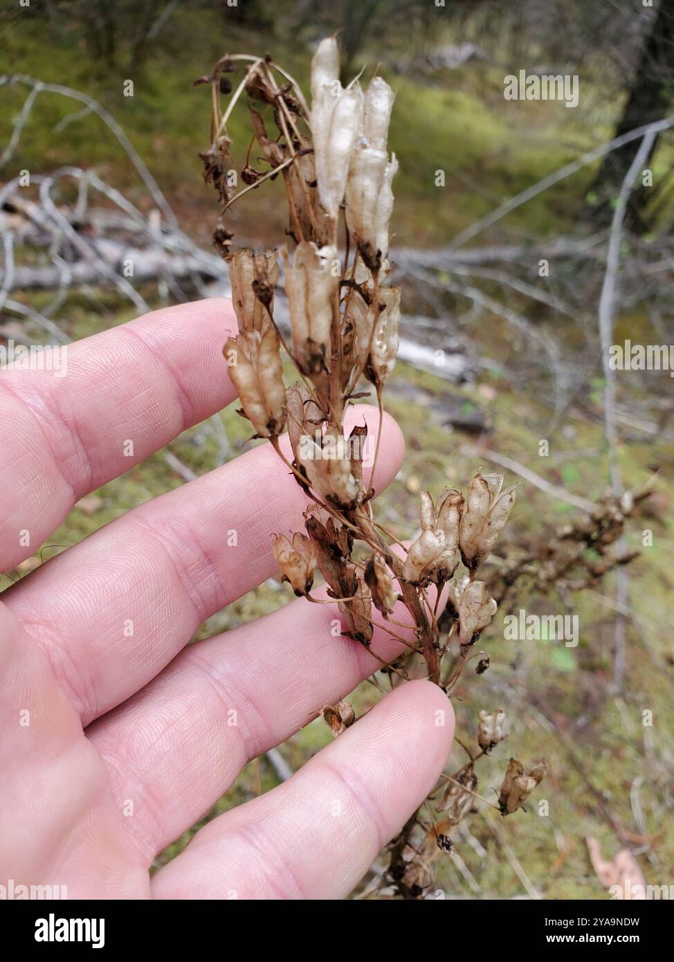 Meadow Deathcamas (Toxicoscordion venenosum) Plantae Stock Photo - Alamy