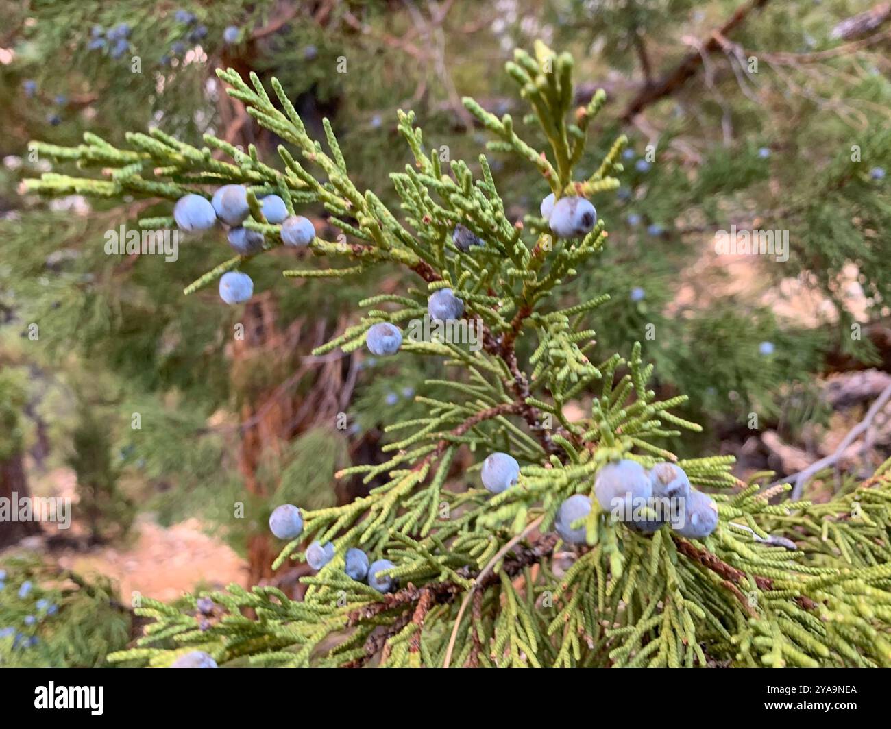 Sierra juniper (Juniperus grandis) Plantae Stock Photo - Alamy