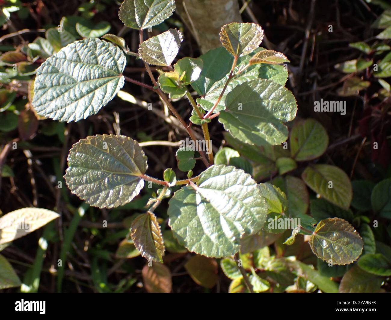 Round-Leaved Wild-Mulberry (Trimeria grandifolia grandifolia) Plantae ...
