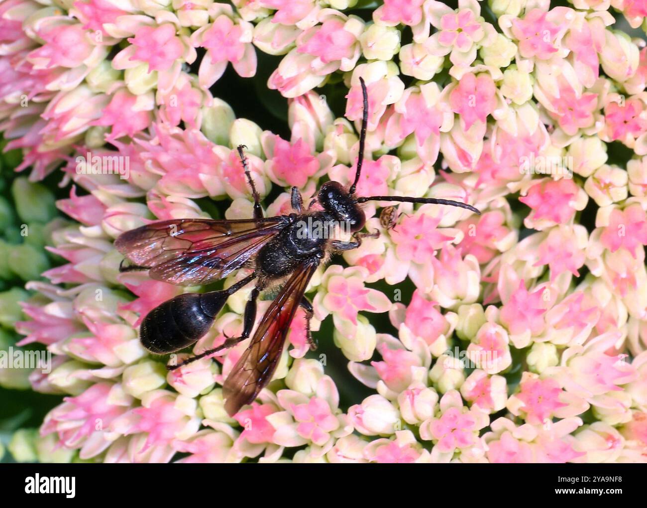 Grass-carrying Wasps (Isodontia) Insecta Stock Photo - Alamy