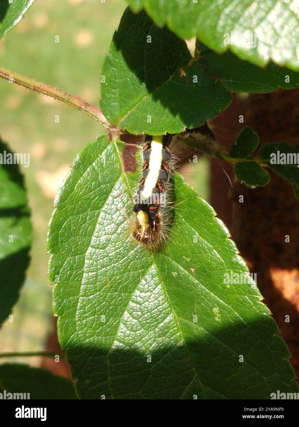 Grey Dagger (Acronicta psi) Insecta Stock Photo - Alamy