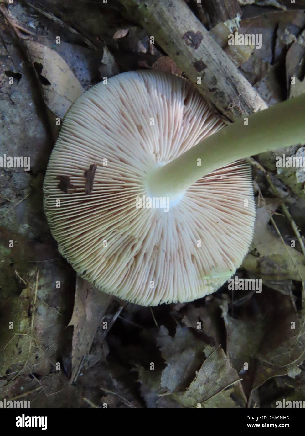Eastern North American Destroying Angel (Amanita bisporigera) Fungi ...