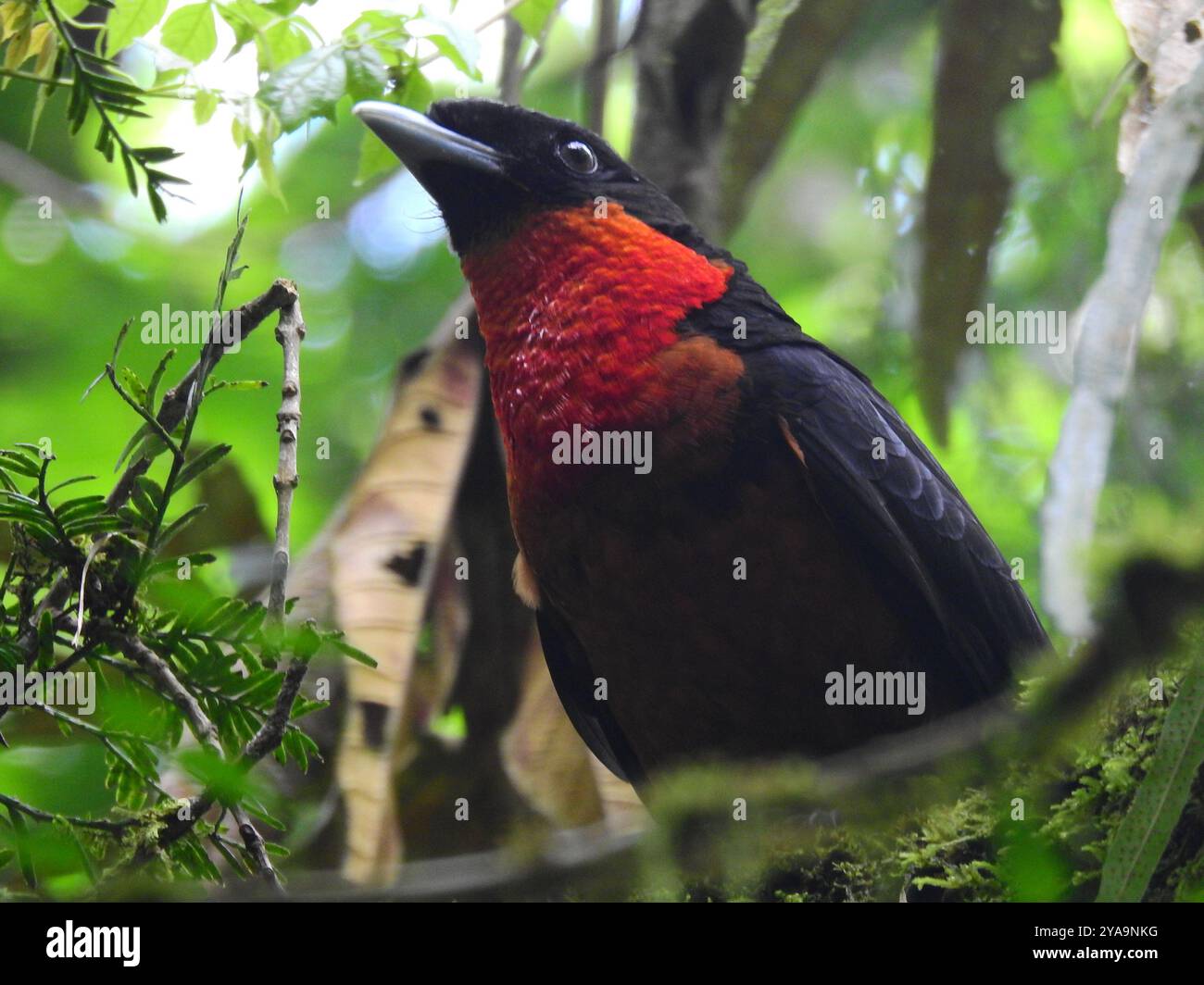 Pyroderus hi-res stock photography and images - Alamy