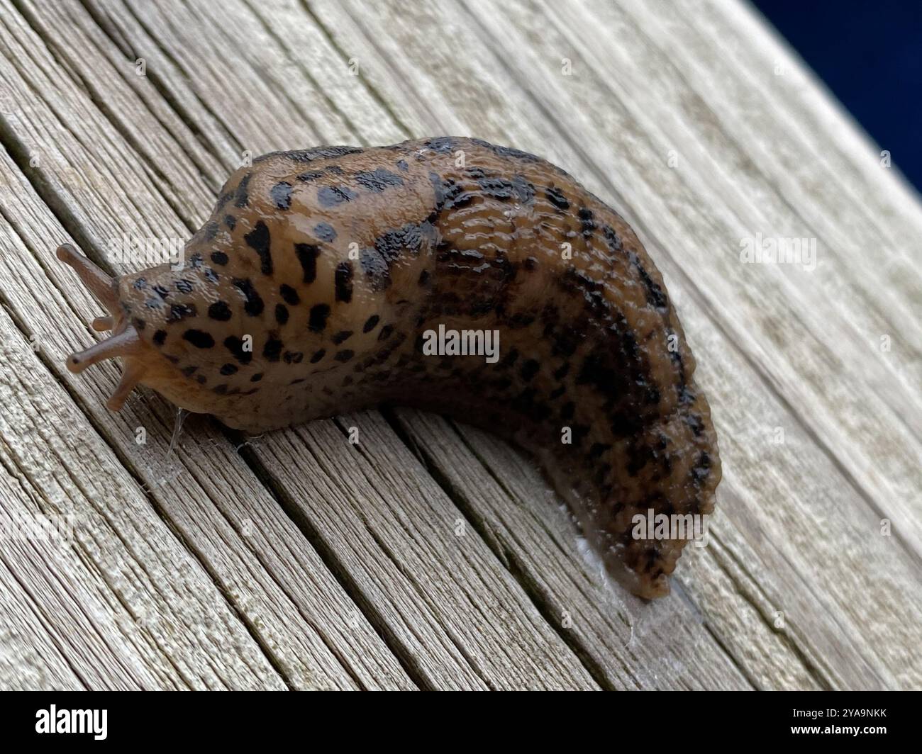 Leopard Slug (Limax maximus) Mollusca Stock Photo - Alamy
