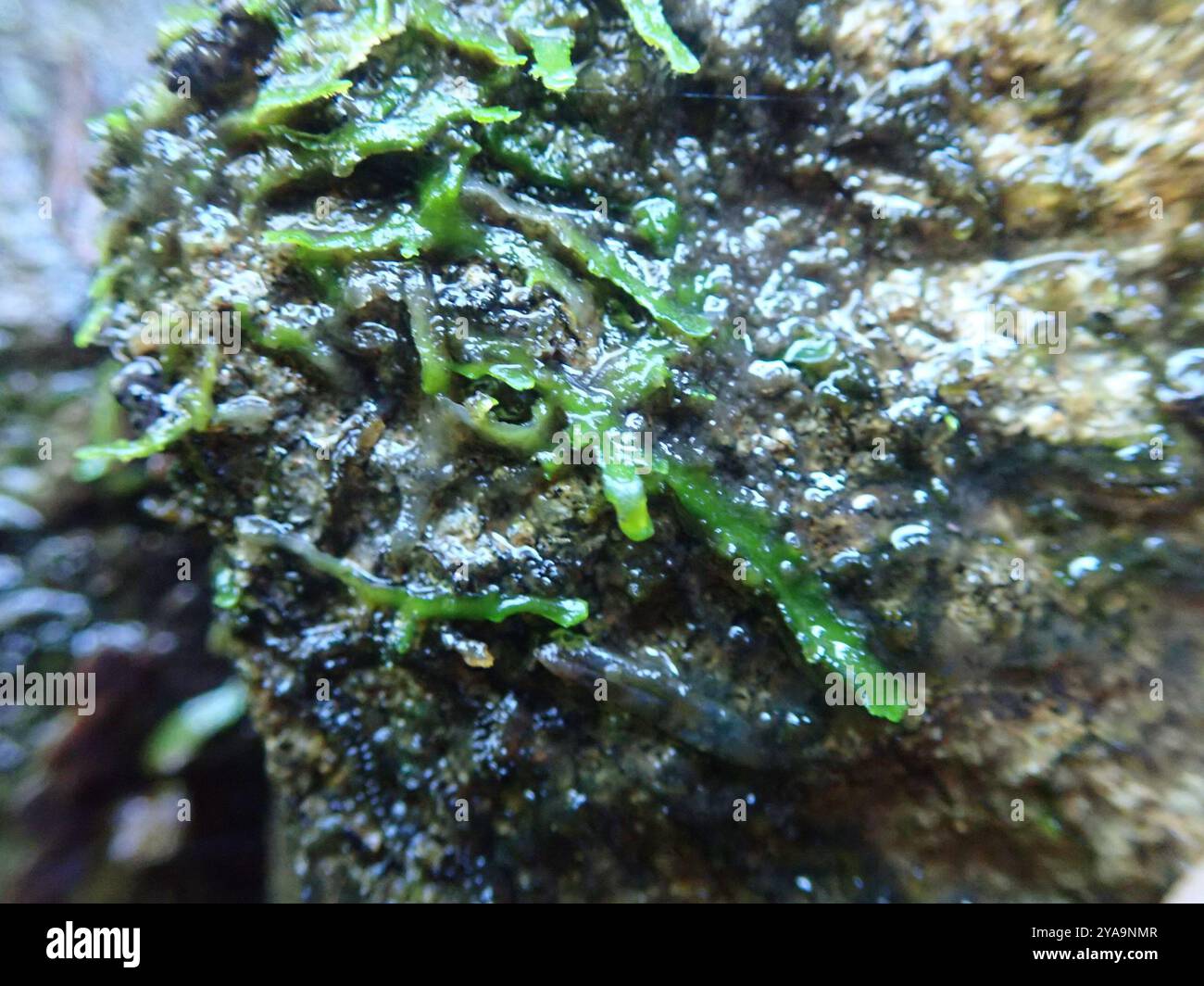 greasewort (Aneura pinguis) Plantae Stock Photo - Alamy