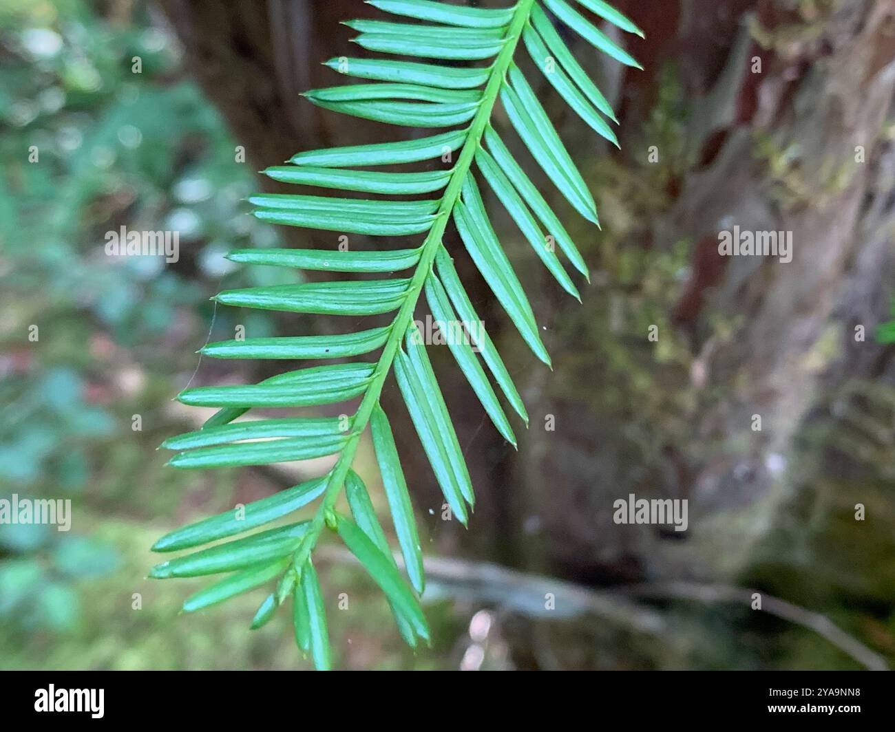 Pacific yew (Taxus brevifolia) Plantae Stock Photo - Alamy