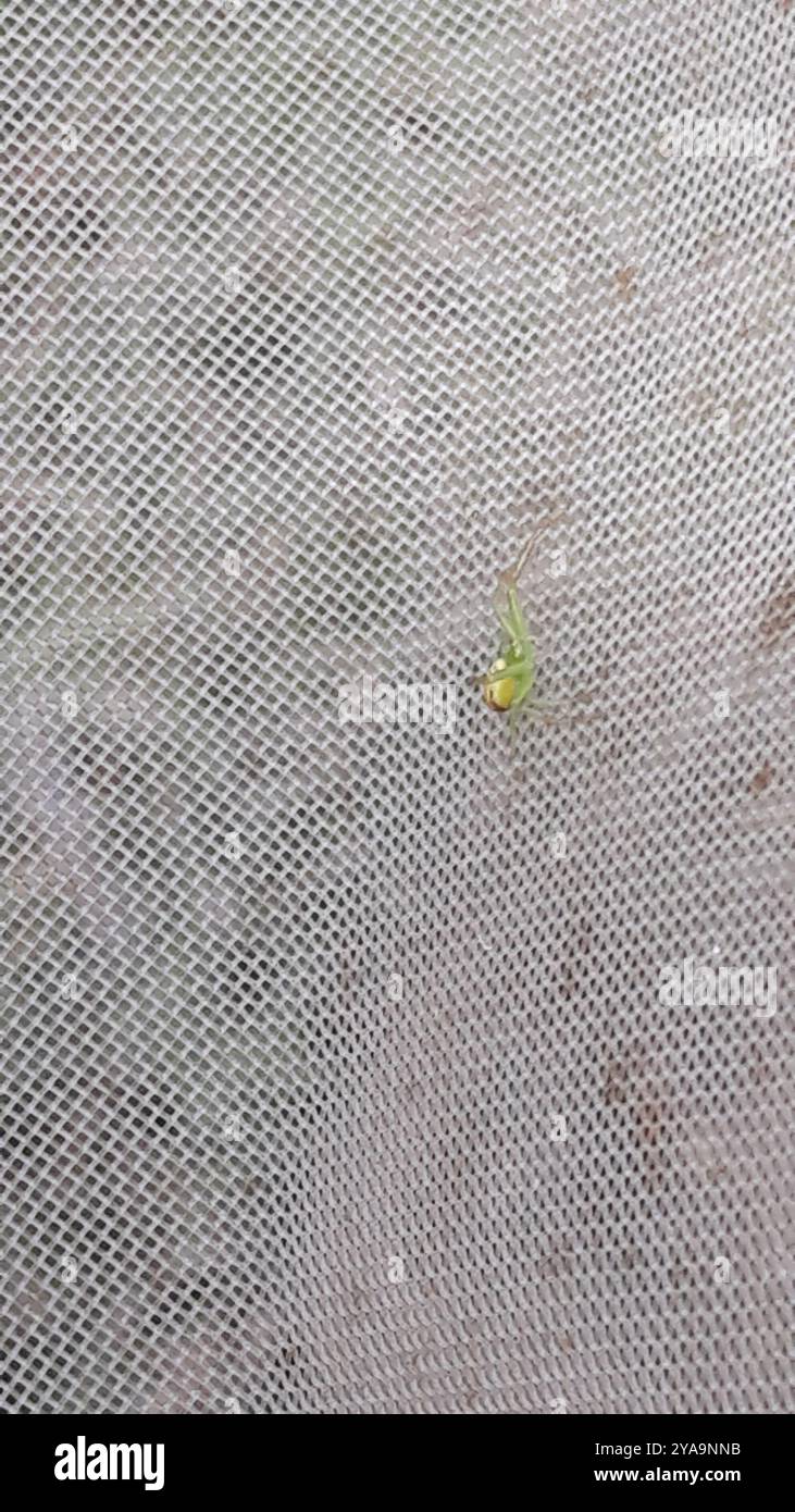 Triangle Crab Spider (Ebrechtella tricuspidata) Arachnida Stock Photo ...