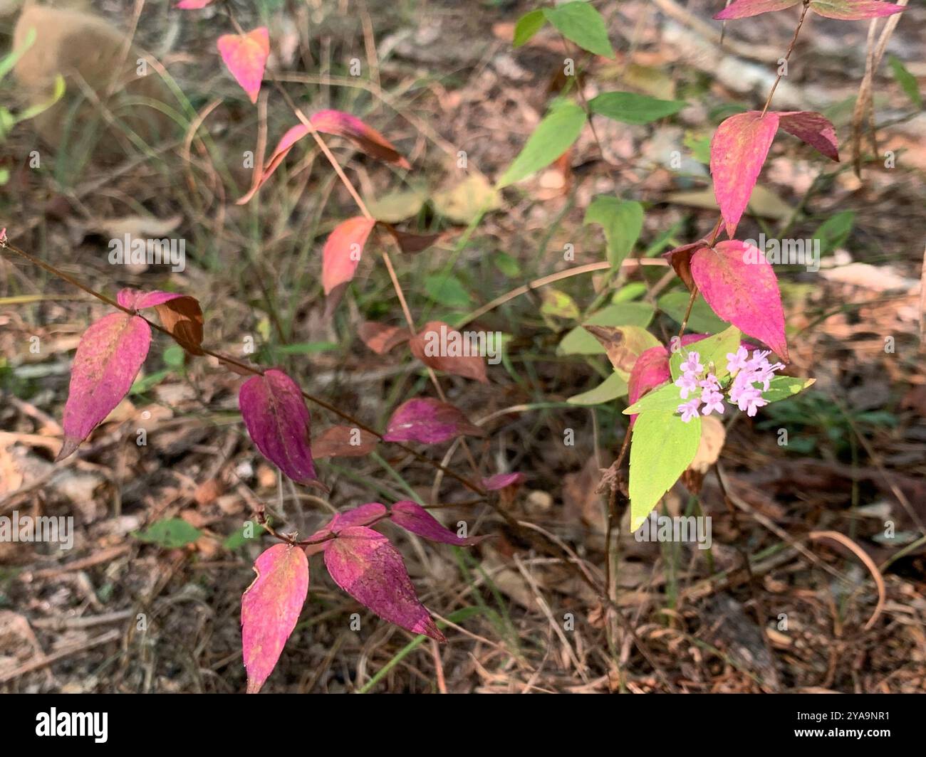 Cunila hi-res stock photography and images - Alamy