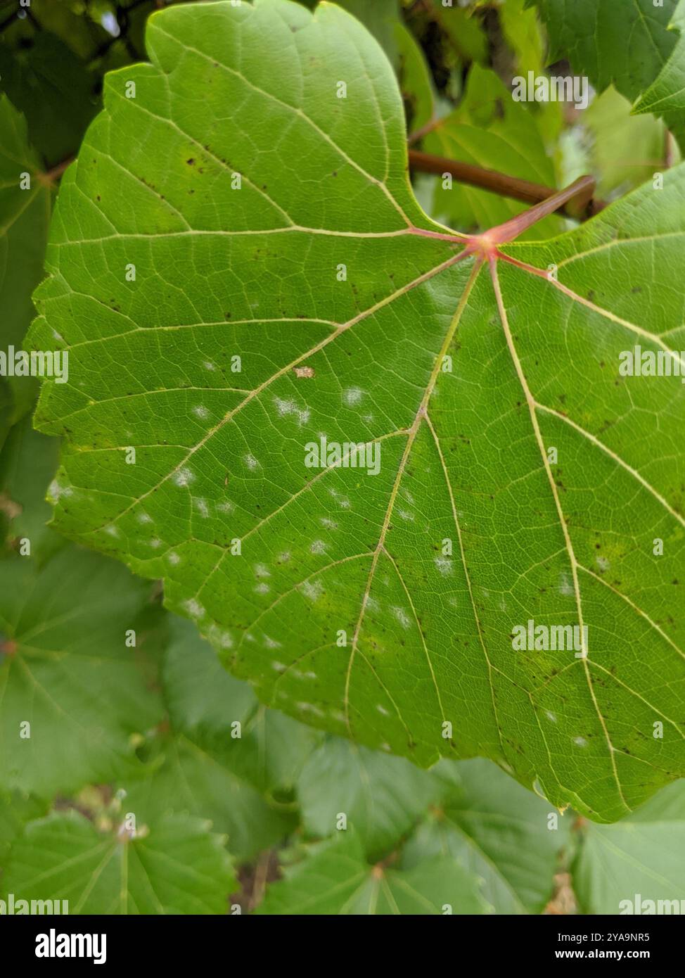 Grape Powdery Mildew (Erysiphe necator) Fungi Stock Photo - Alamy