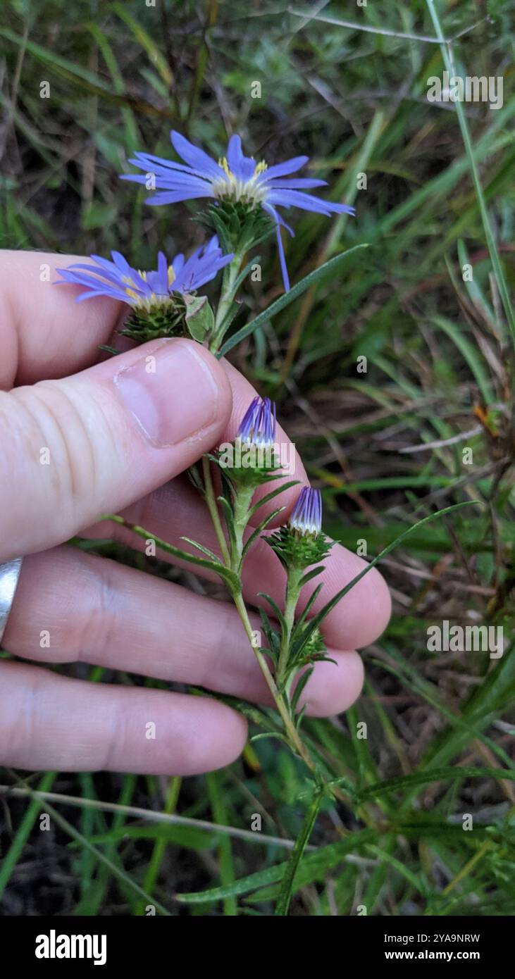 Grass-leaved prairie aster (Eurybia hemispherica) Plantae Stock Photo ...