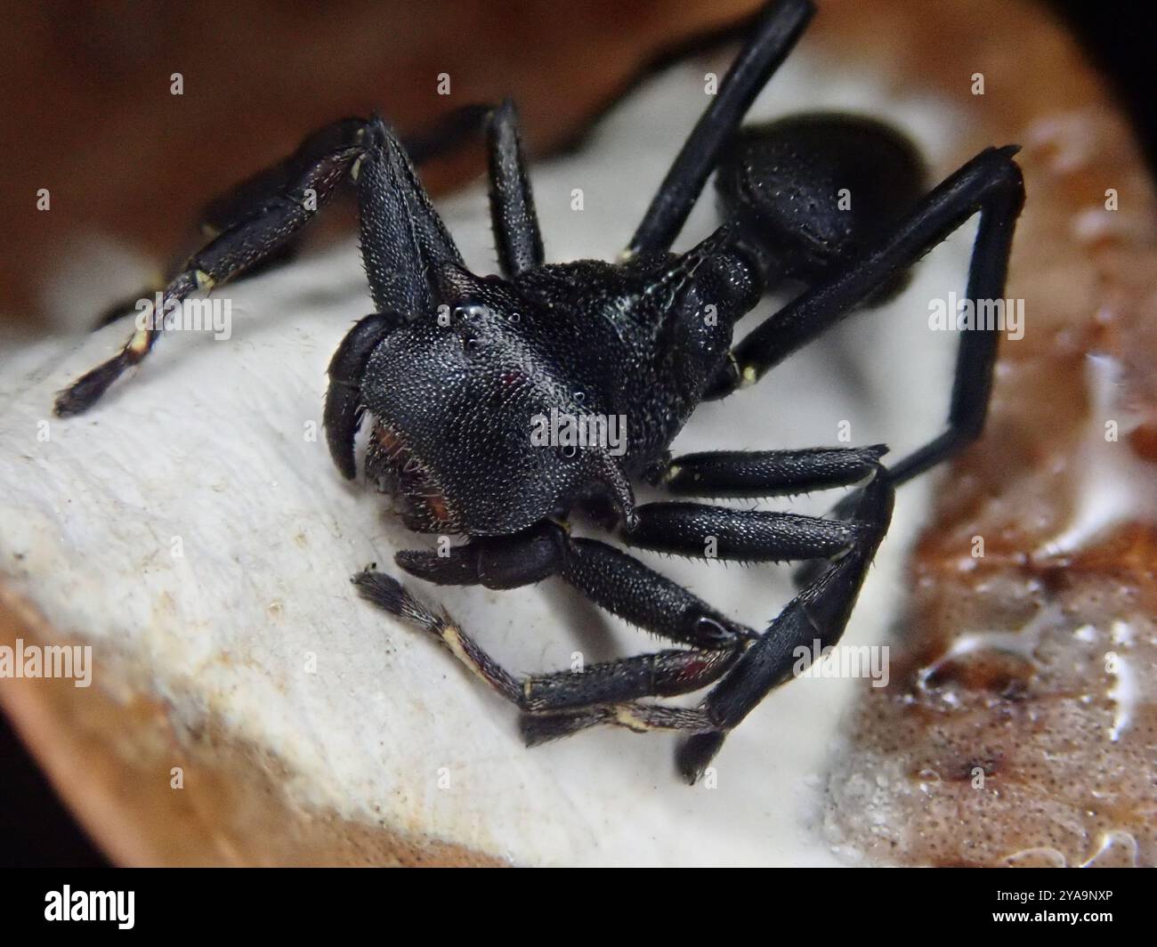 Turtle Ant-mimicking Crab Spider (Aphantochilus rogersi) Arachnida ...