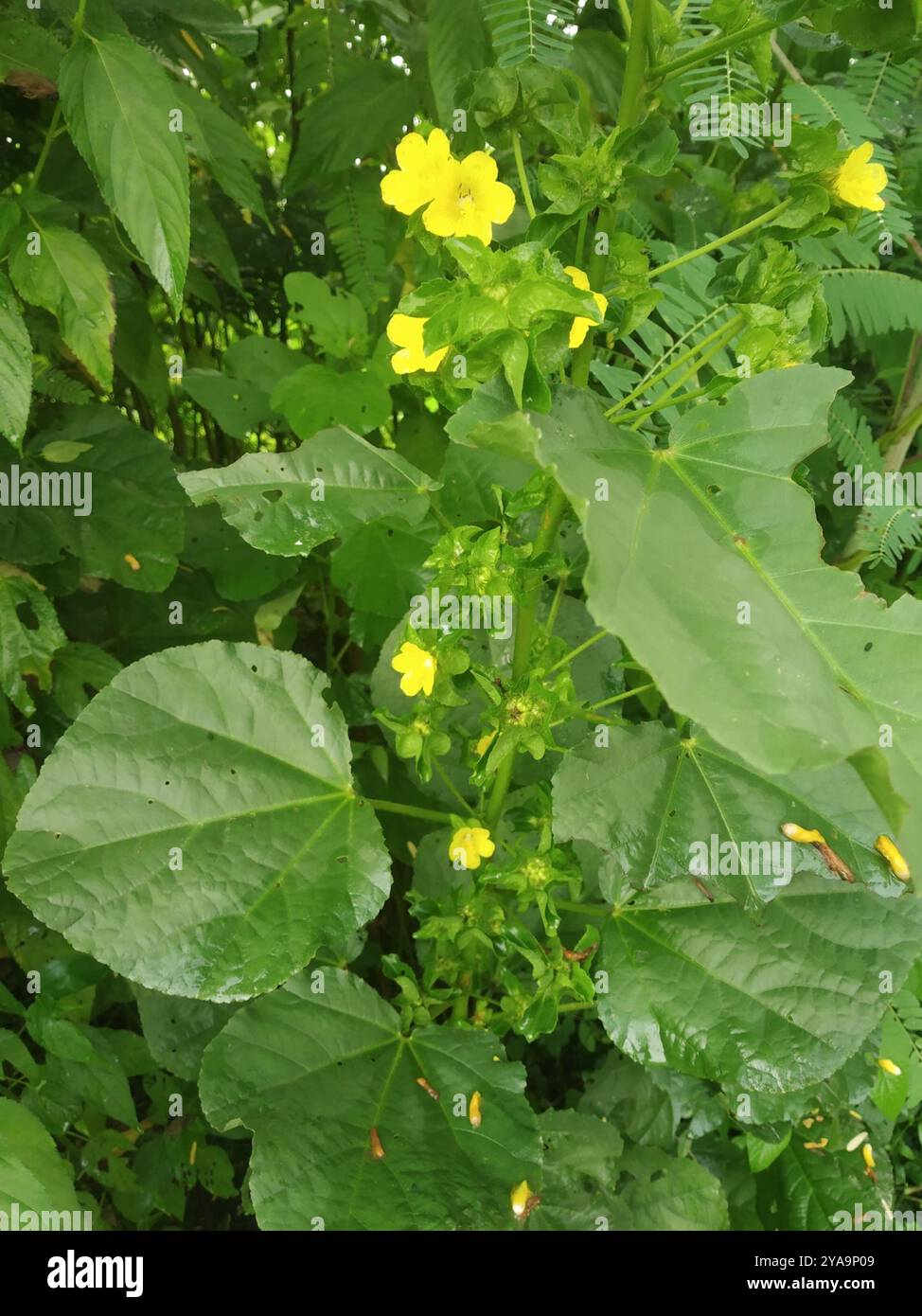 Malva de Caballo (Malachra capitata) Plantae Stock Photo - Alamy