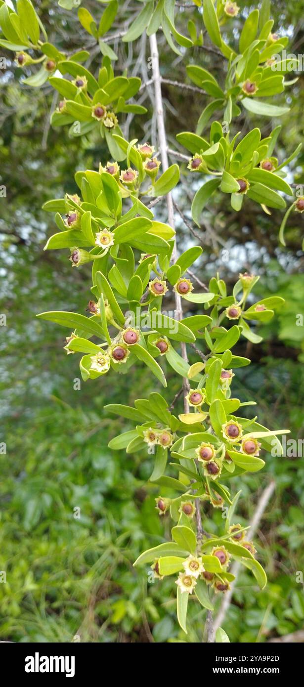 bantigue (Pemphis acidula) Plantae Stock Photo - Alamy