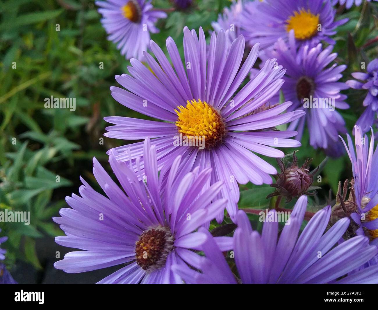 New England aster (Symphyotrichum novae-angliae) Plantae Stock Photo ...
