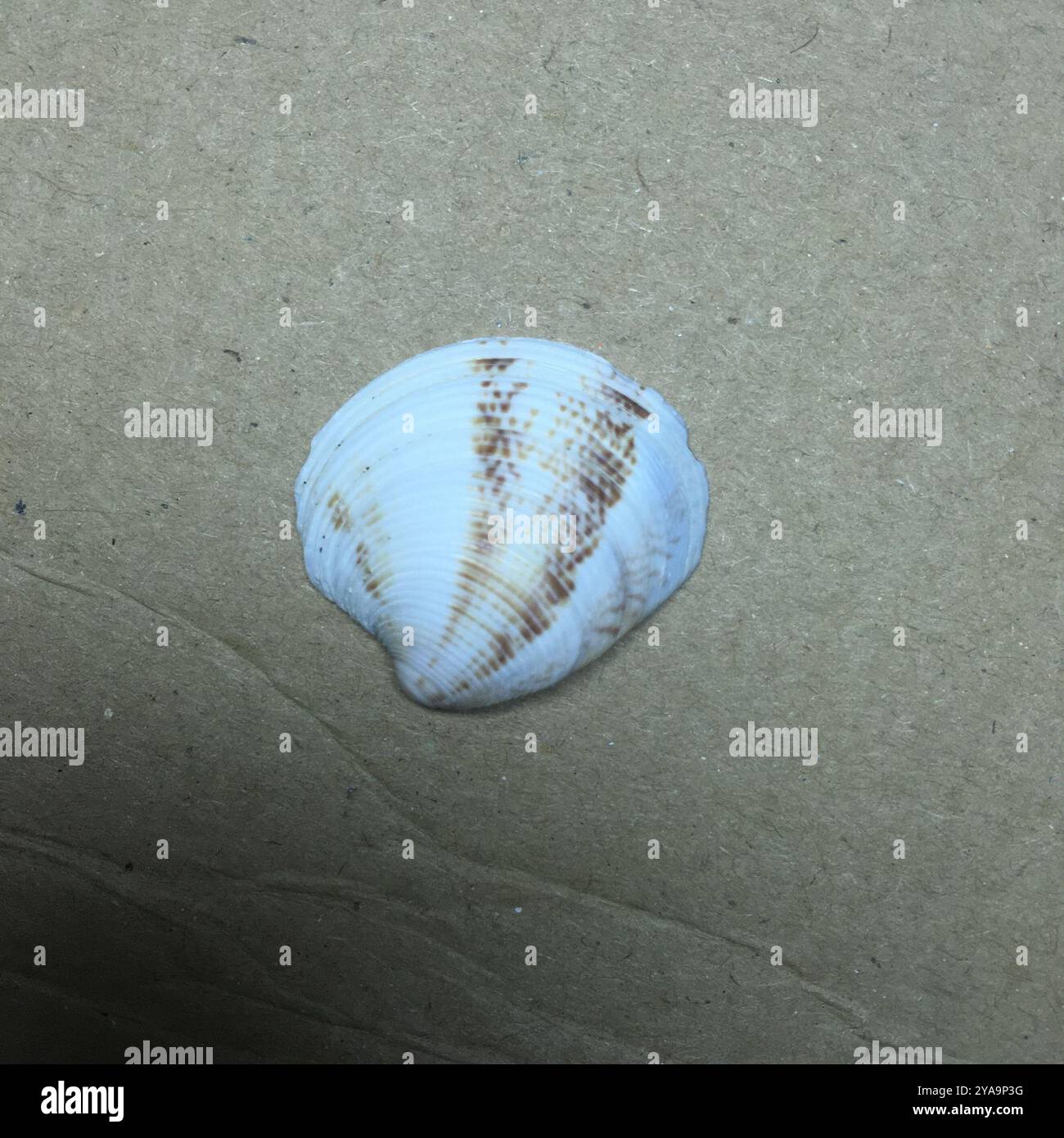Striped Venus (Chamelea gallina) Mollusca Stock Photo - Alamy