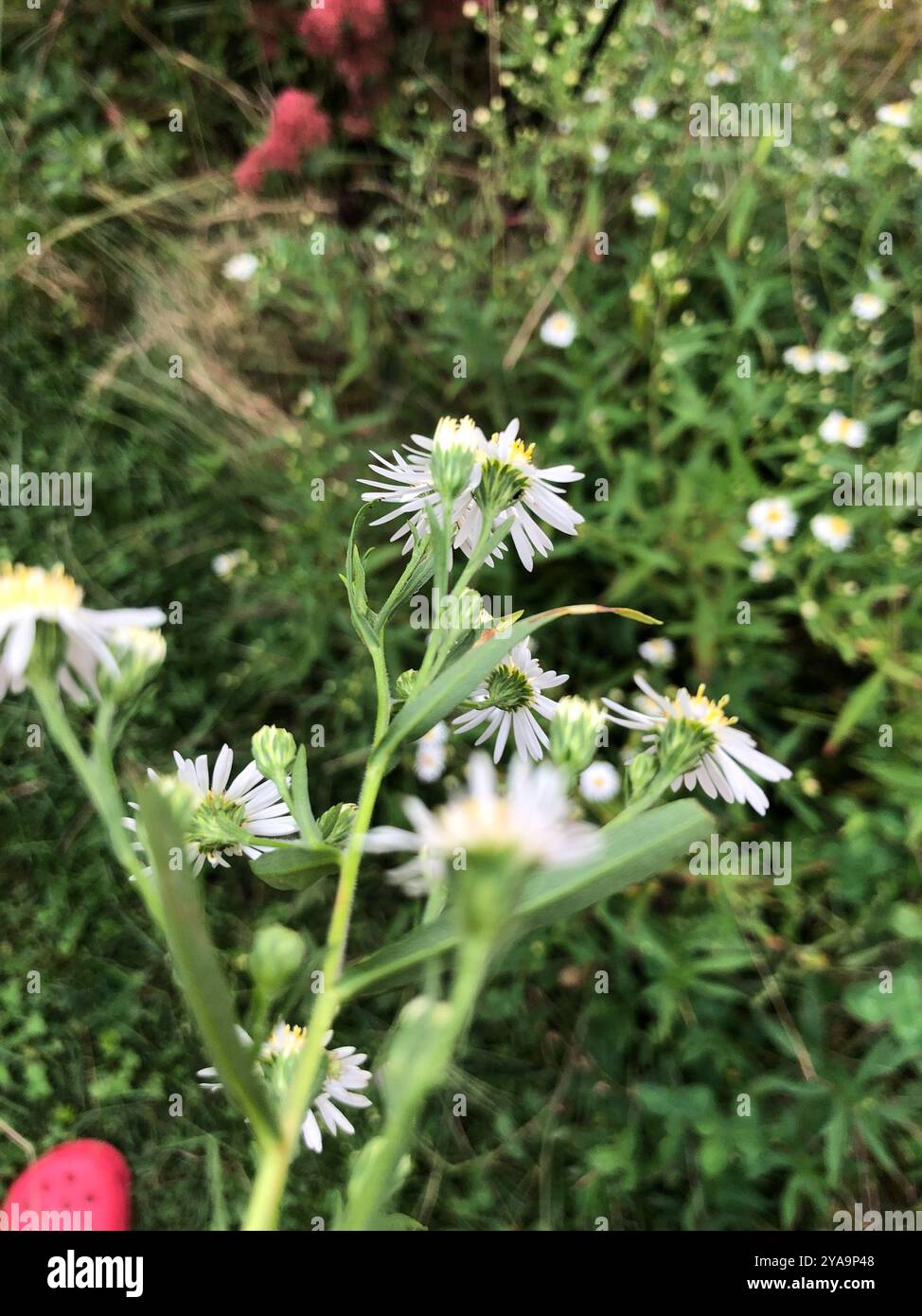 panicled aster (Symphyotrichum lanceolatum) Plantae Stock Photo - Alamy