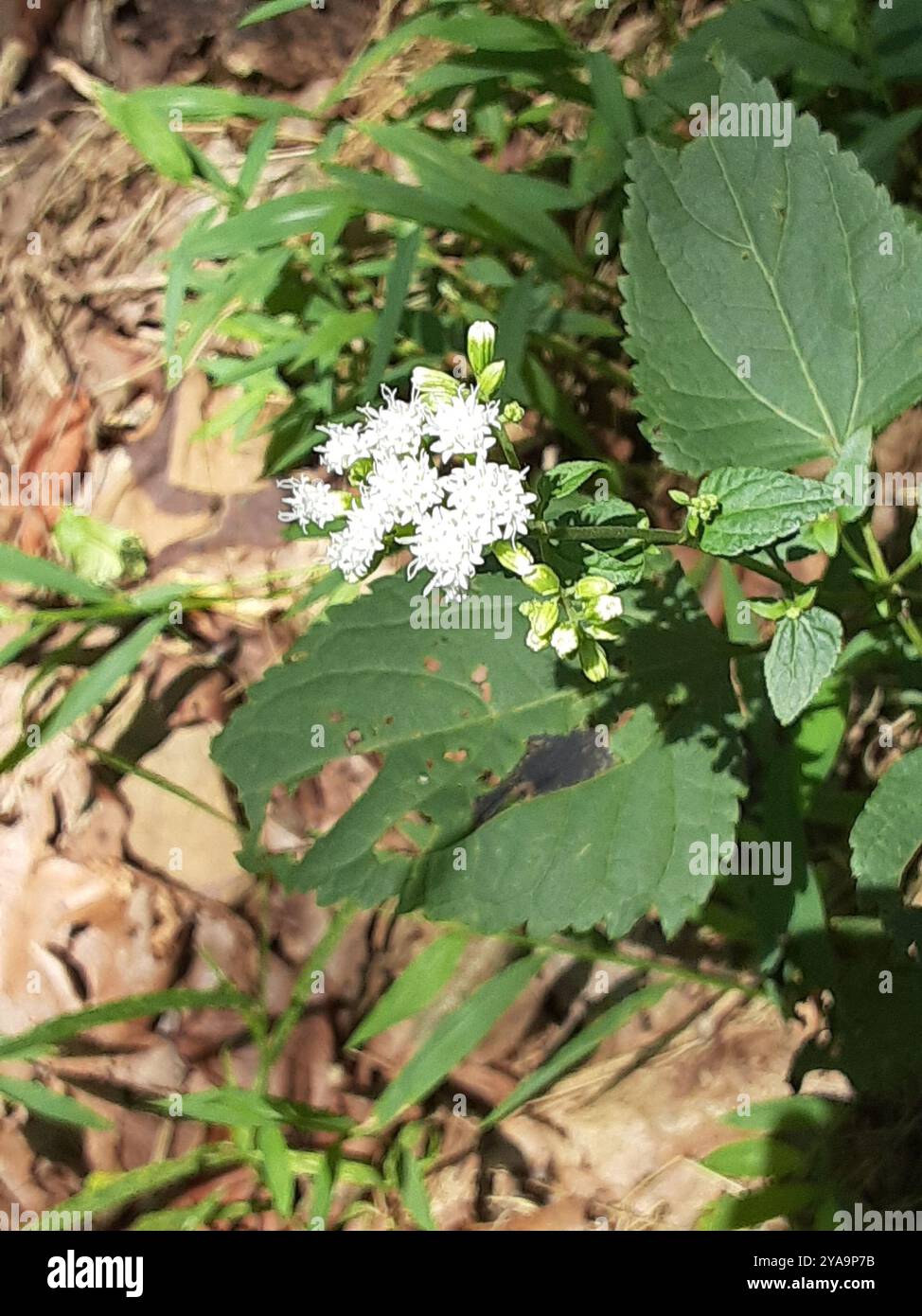 white snakeroot (Ageratina altissima) Plantae Stock Photo - Alamy