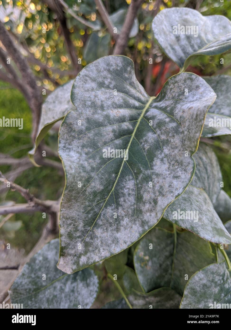 Lilac Powdery Mildew (Erysiphe syringae) Fungi Stock Photo - Alamy