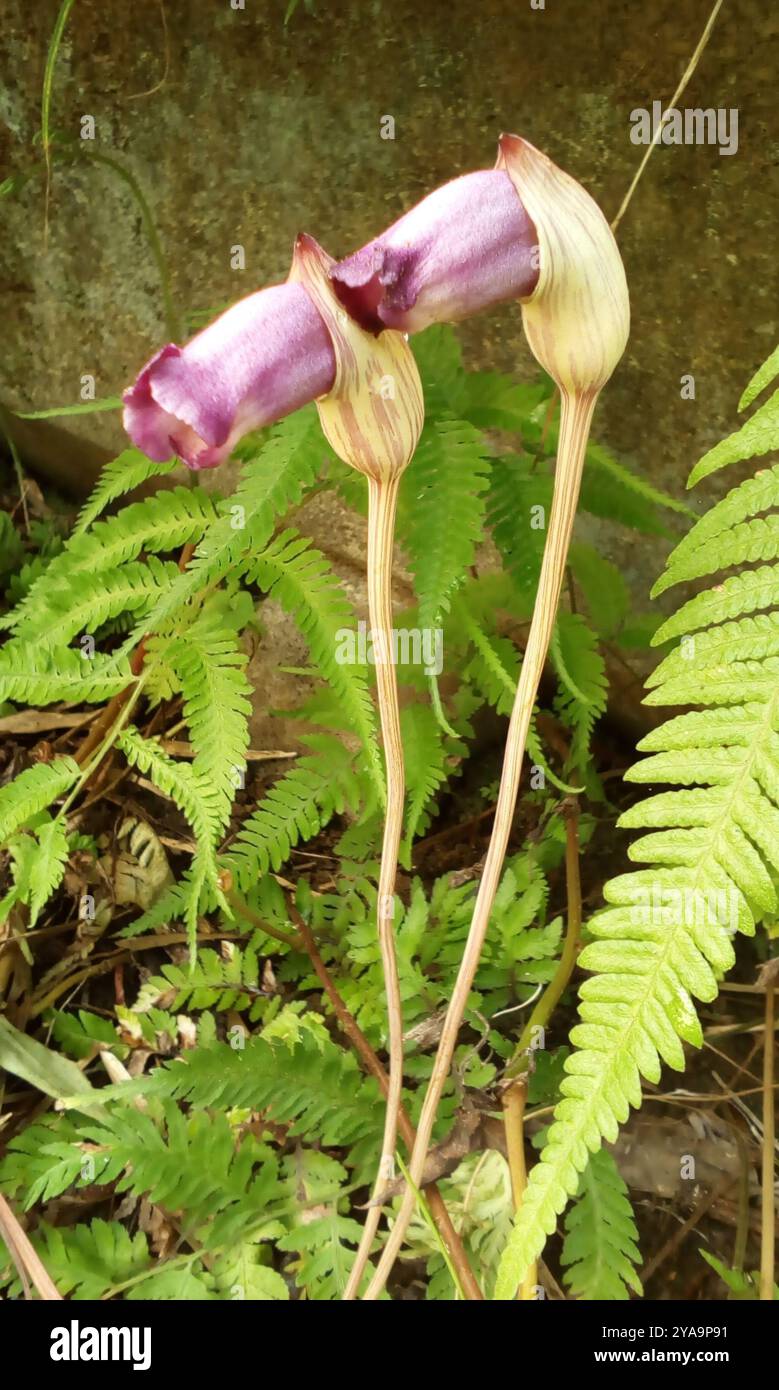 Indian Broomrape (Aeginetia indica) Plantae Stock Photo - Alamy