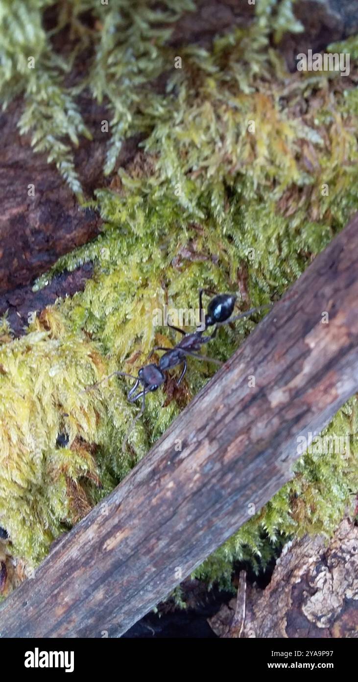 Myrmecia pyriformis hi-res stock photography and images - Alamy