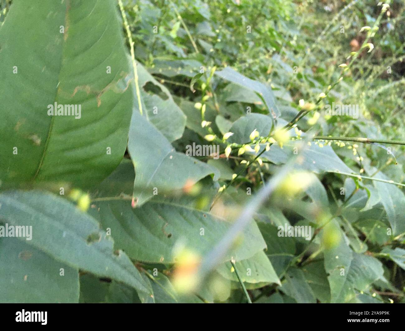American jumpseed (Persicaria virginiana) Plantae Stock Photo - Alamy