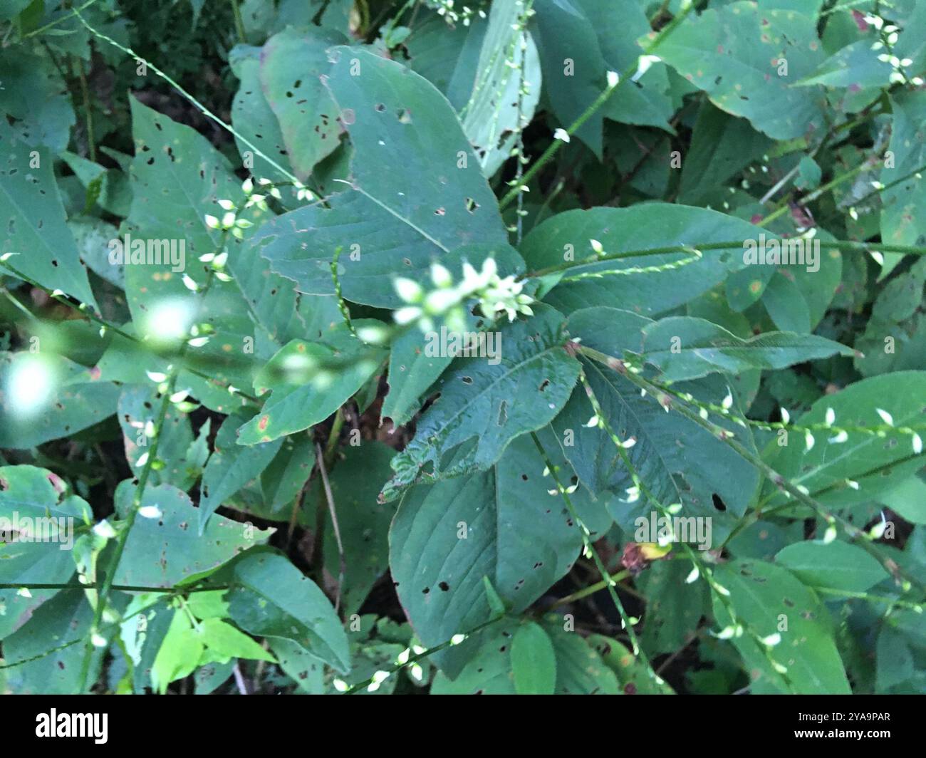 American jumpseed (Persicaria virginiana) Plantae Stock Photo - Alamy