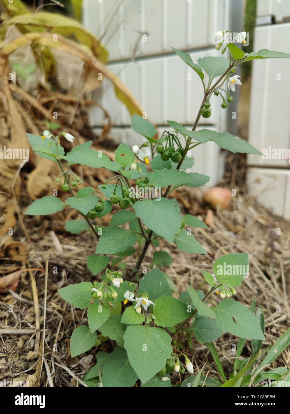 black nightshade (Solanum nigrum) Plantae Stock Photo - Alamy