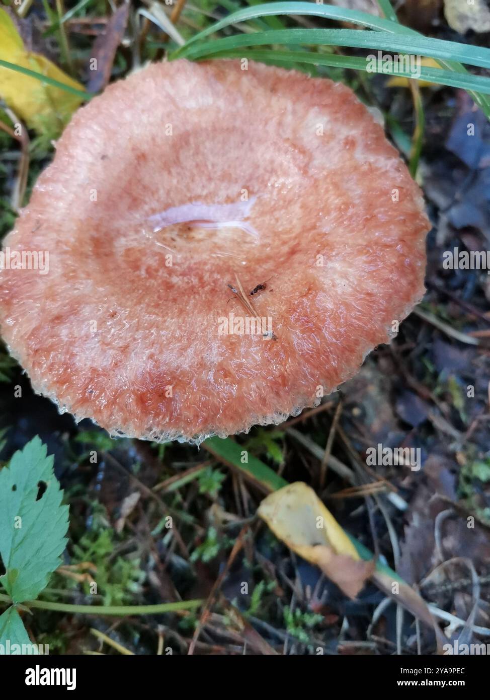 Woolly Milkcap (Lactarius torminosus) Fungi Stock Photo - Alamy