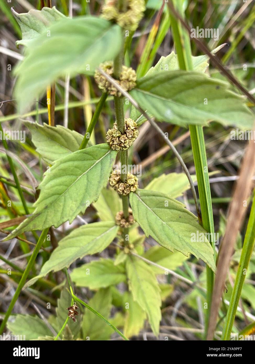 northern bugleweed (Lycopus uniflorus) Plantae Stock Photo - Alamy