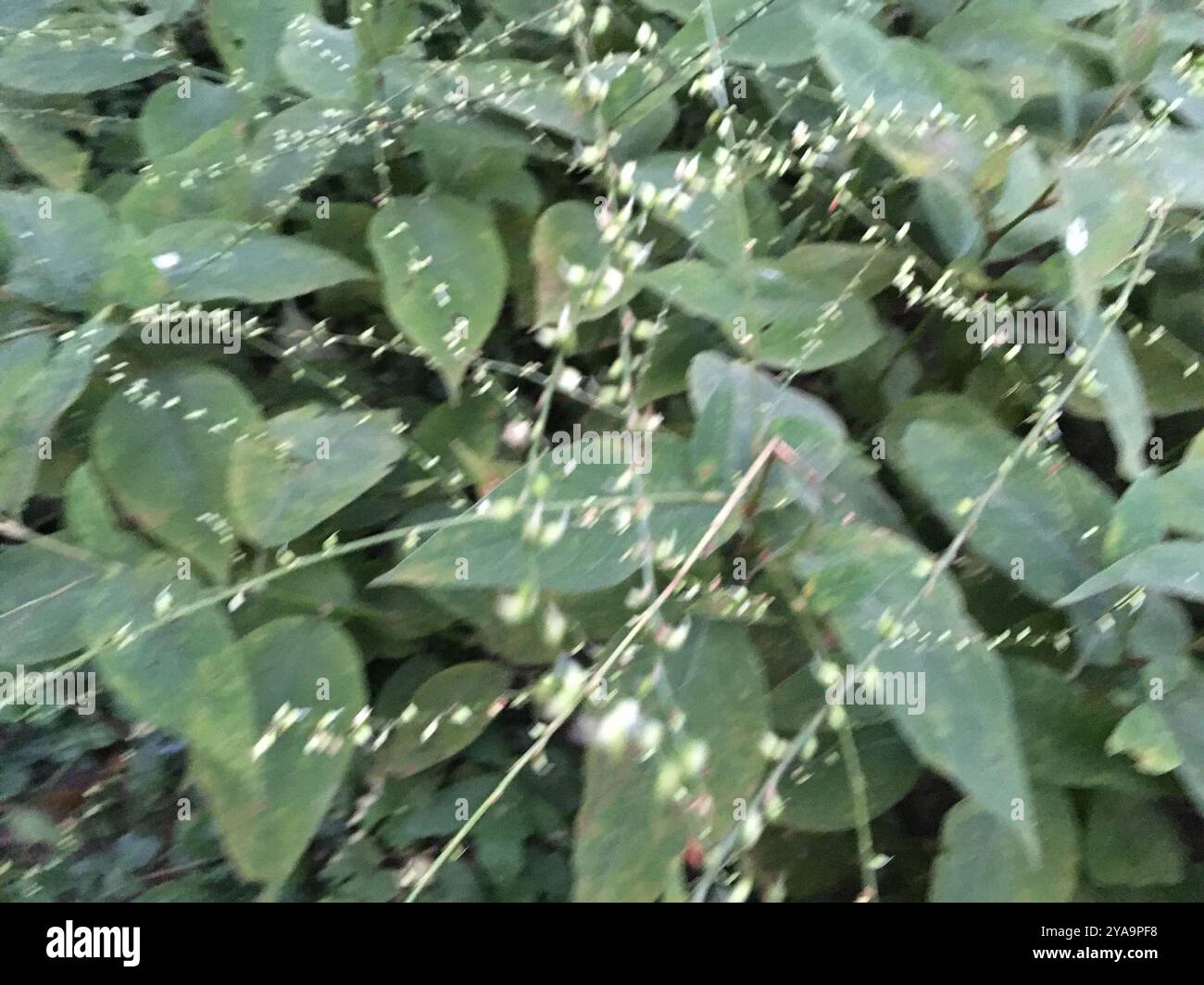 American jumpseed (Persicaria virginiana) Plantae Stock Photo - Alamy