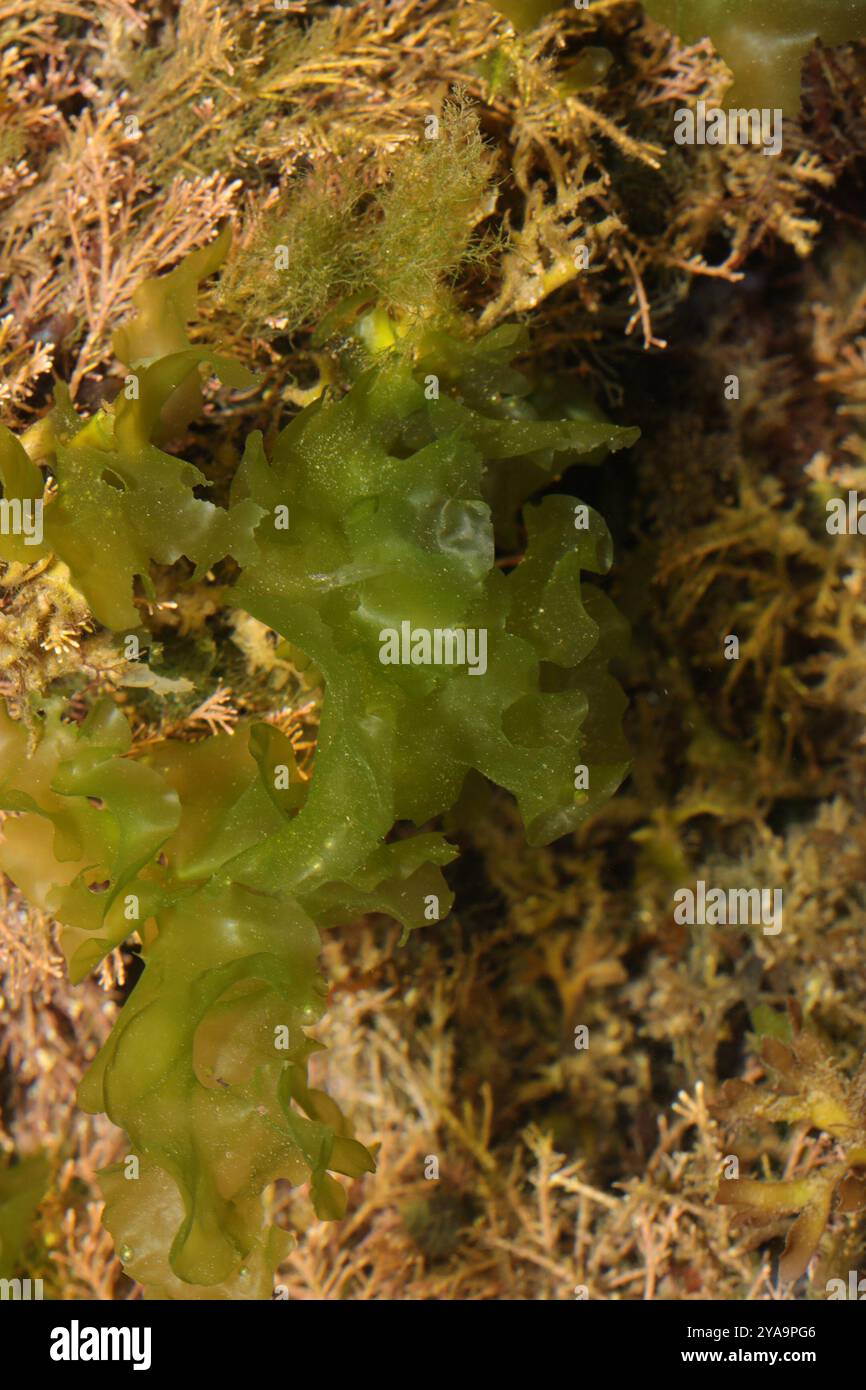 Broadleaf Sea Lettuce (Ulva lactuca) Plantae Stock Photo - Alamy
