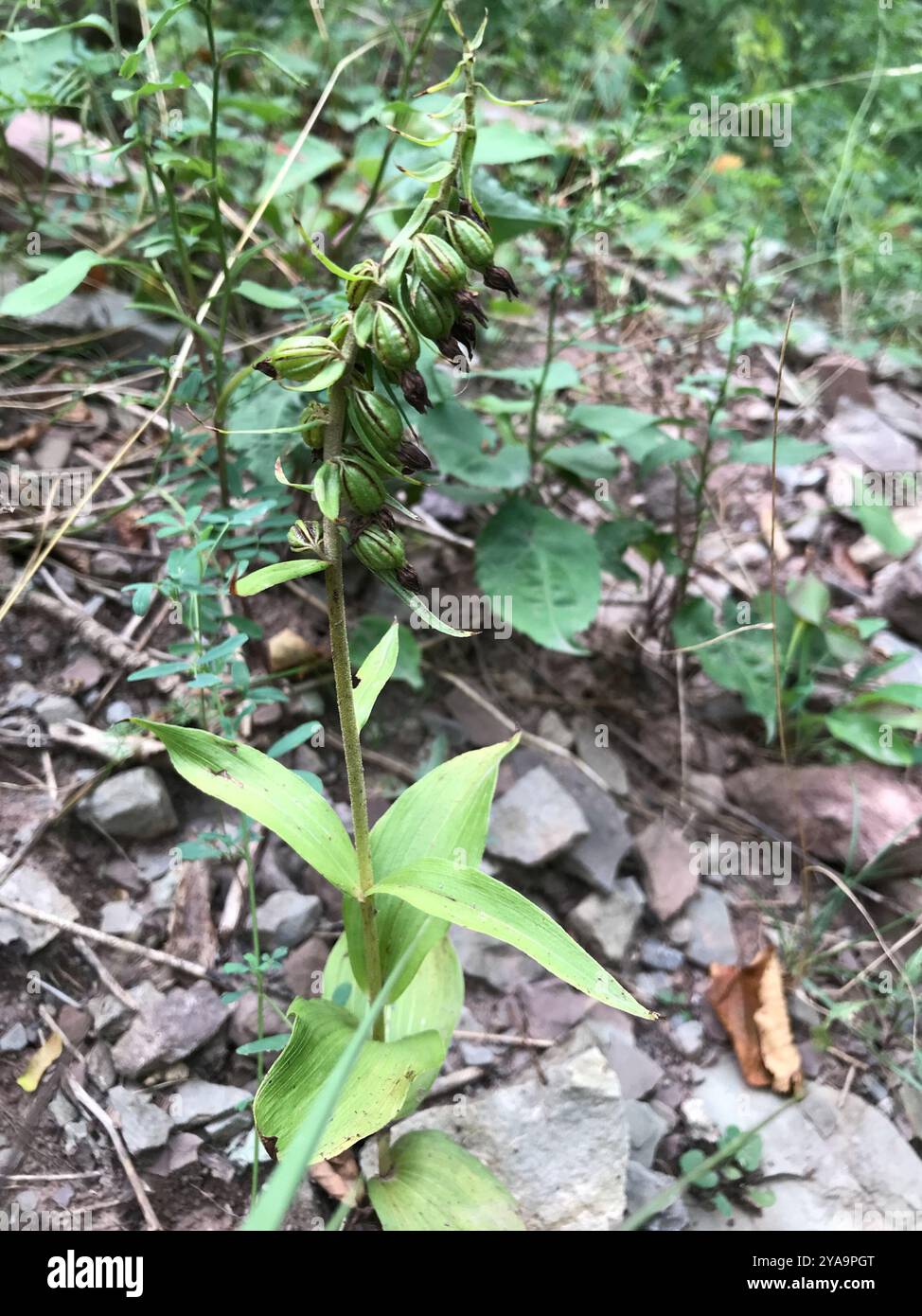 Broad-leaved helleborine (Epipactis helleborine) Plantae Stock Photo ...