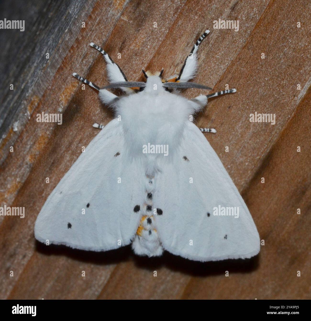 Virginian Tiger Moth (Spilosoma virginica) Insecta Stock Photo - Alamy
