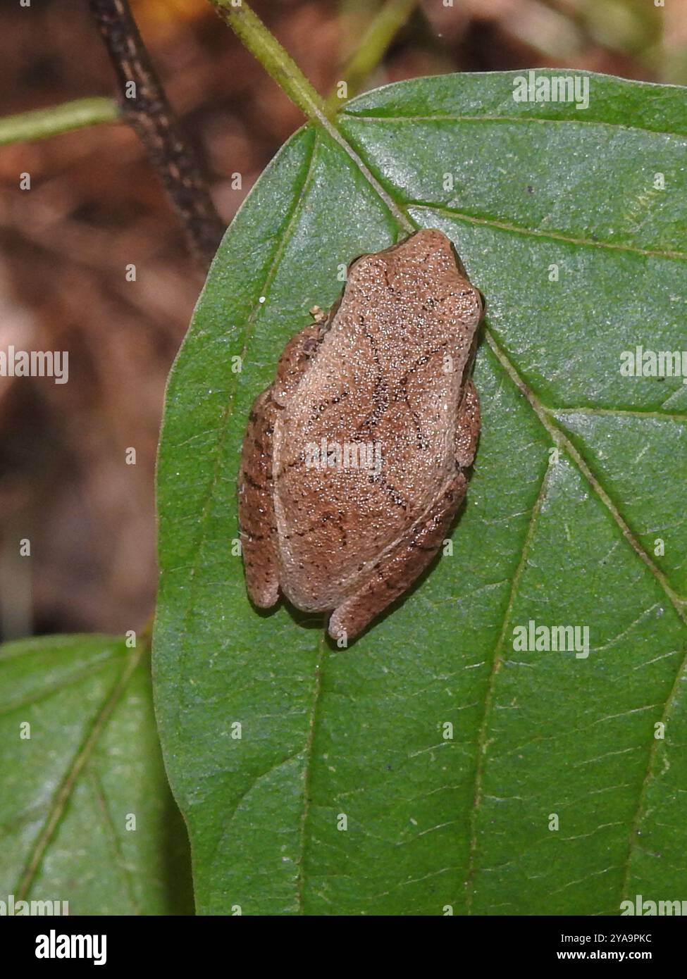 Spring Peeper (Pseudacris crucifer) Amphibia Stock Photo - Alamy
