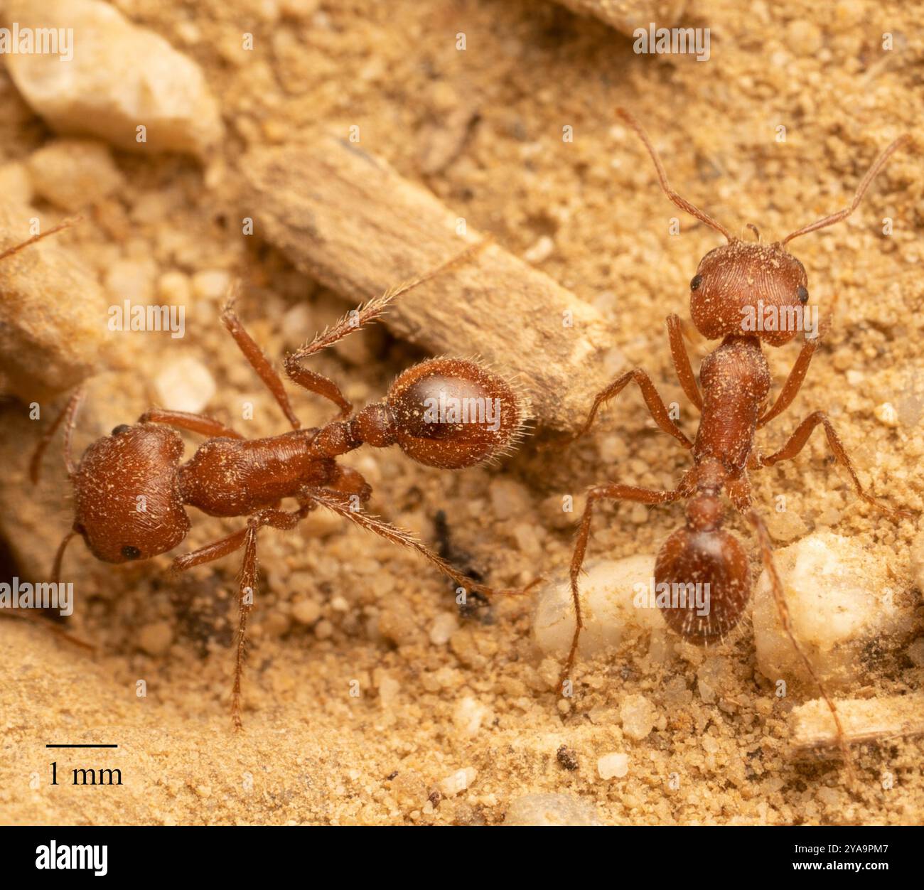 Typical American Harvester Ants (Pogonomyrmex) Insecta Stock Photo - Alamy