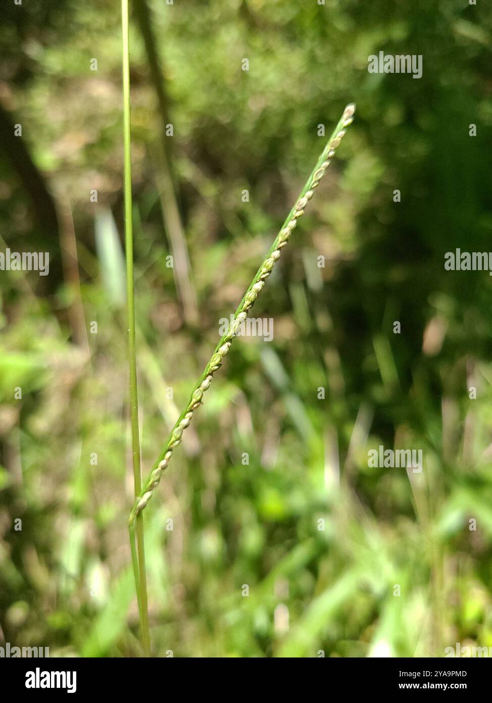 Thin Paspalum (Paspalum setaceum) Plantae Stock Photo - Alamy