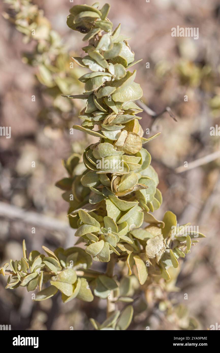 Shadscale Saltbush (Atriplex confertifolia) Plantae Stock Photo - Alamy